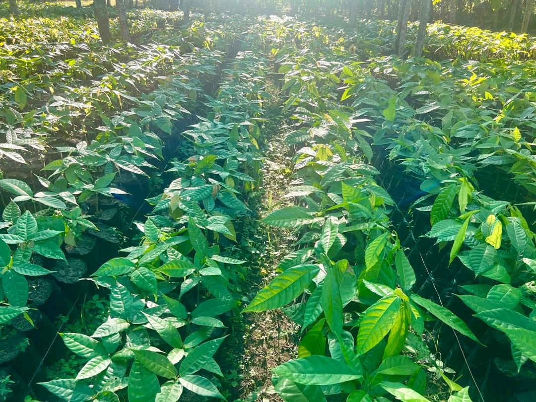 PNG’s Cocoa Windfall: A Sweet Victory for Farmers and the Economy - The ...