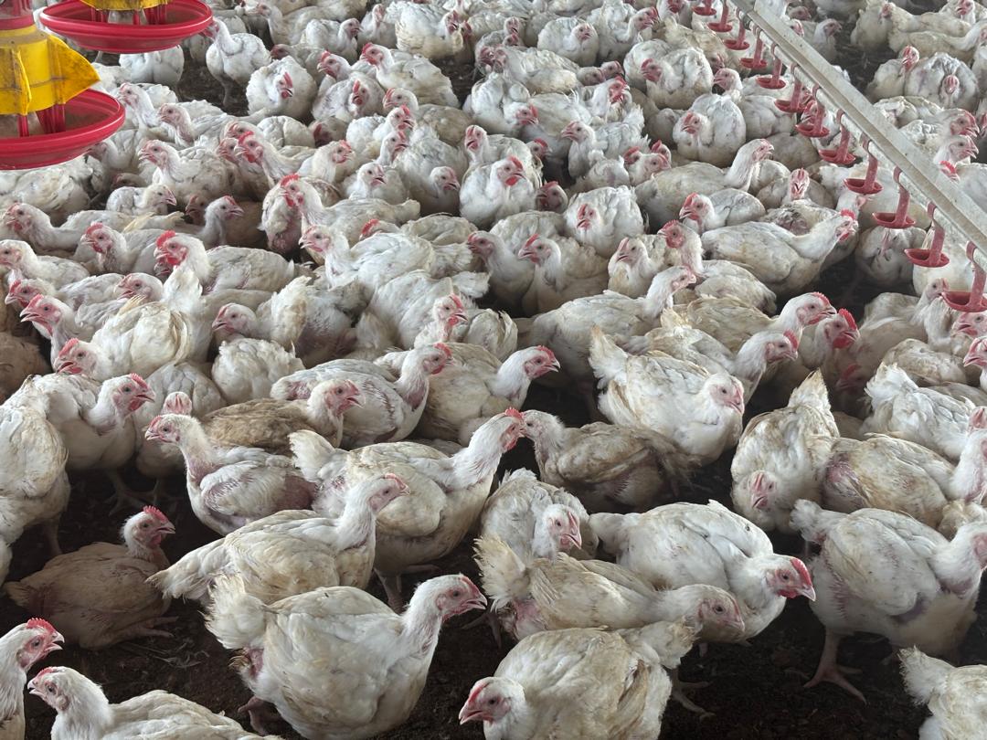 Minister Boito Confirms Chicken Supply Restored, Praises Strength of ...